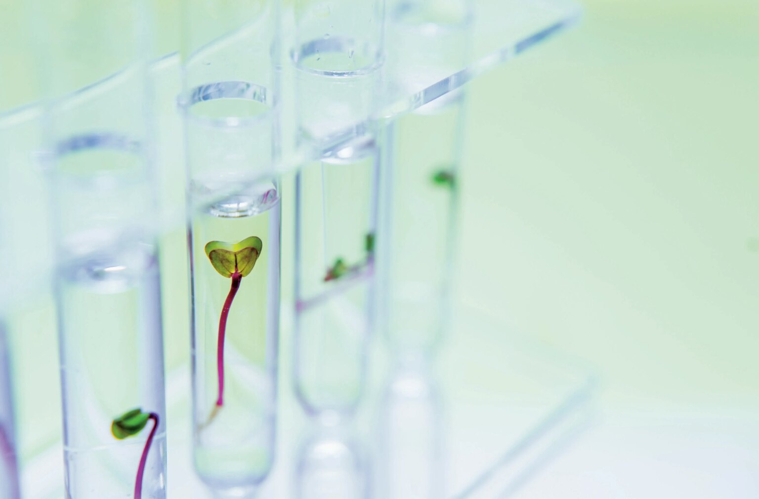 the revolution of biohybrid plants that produce energy (and grow 45% ...